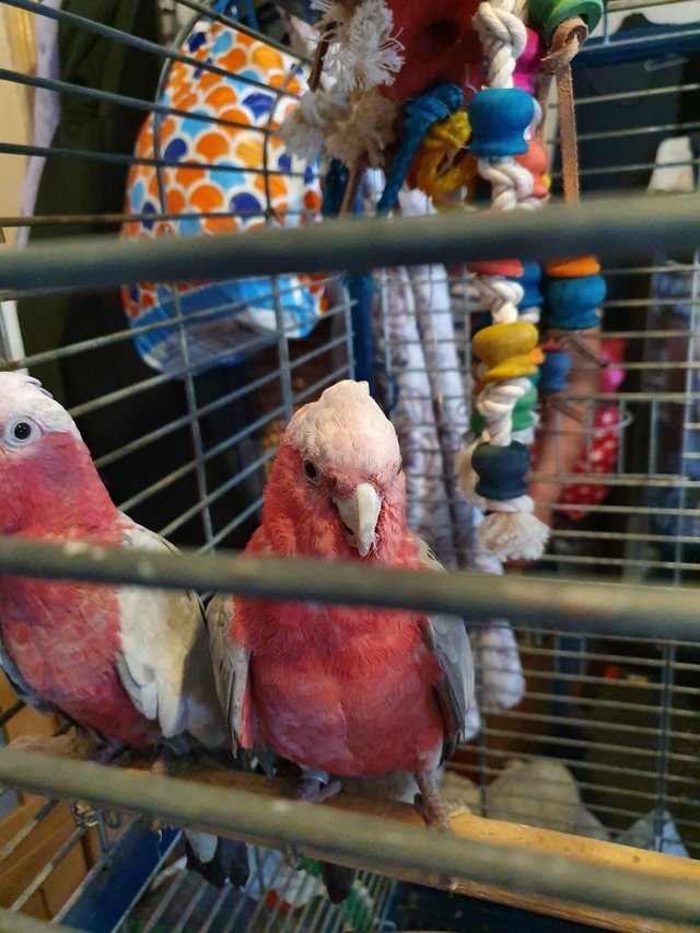 Cockatoo Birds For Sale | Whitestone Expressway, Queens, NY #326192