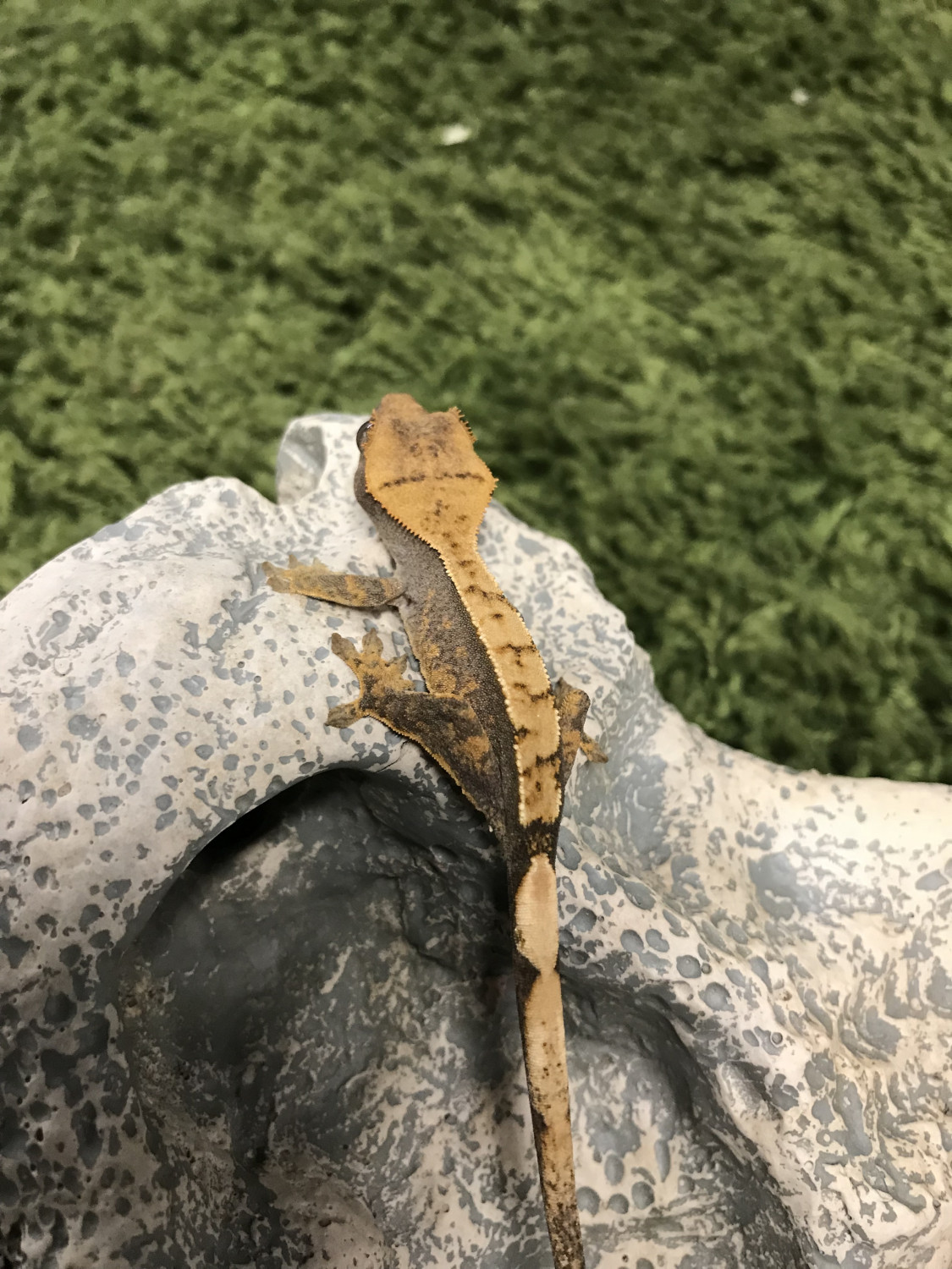 Crested Gecko Reptiles For Sale | Pottstown, PA #273695