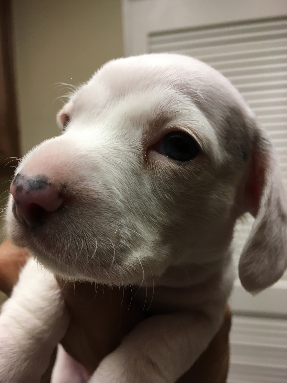 Dachshund Puppies For Sale | Alpine, CA #192439 | Petzlover