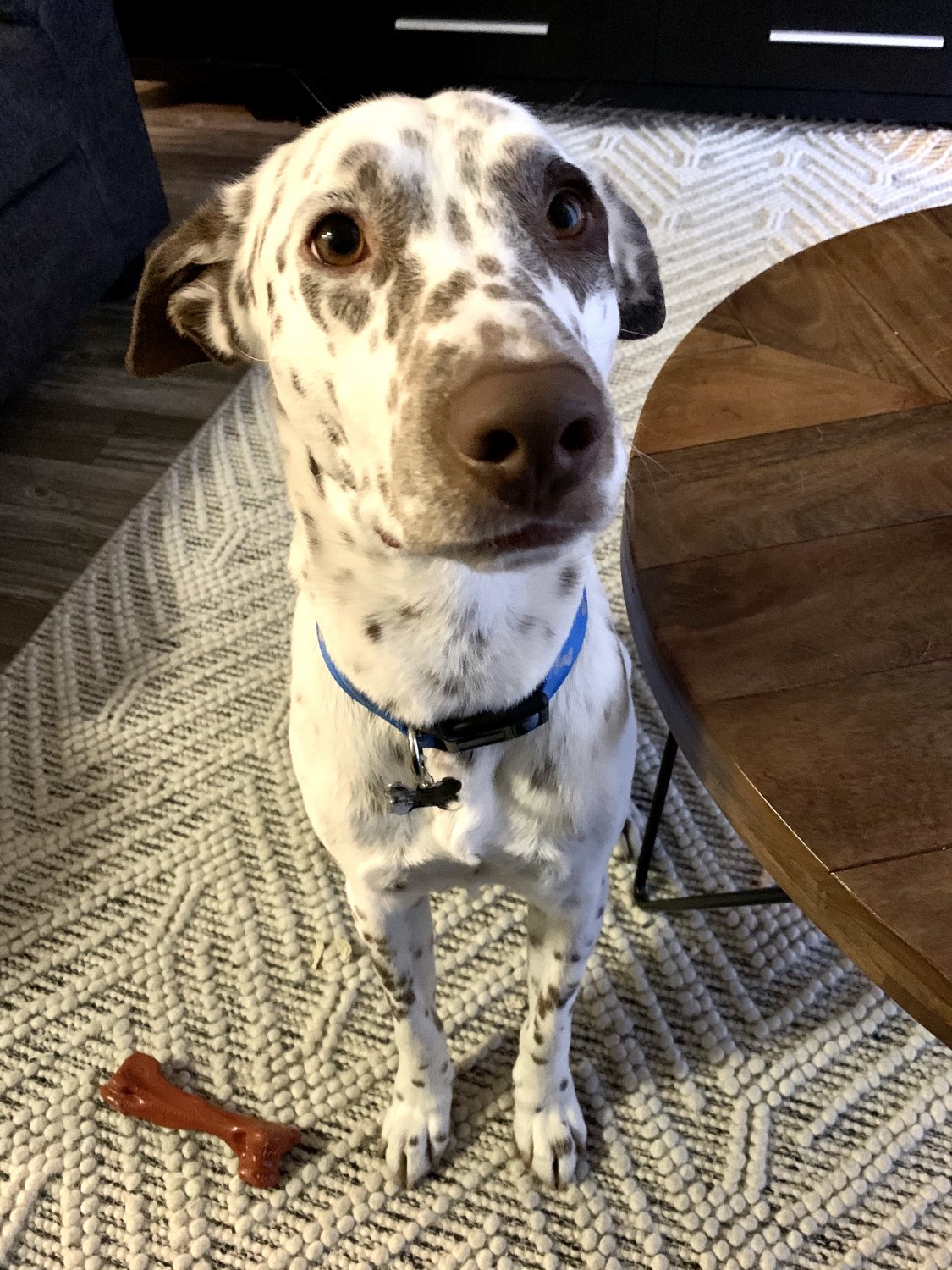 Dalmador Puppies For Sale | Las Vegas, NV #320937