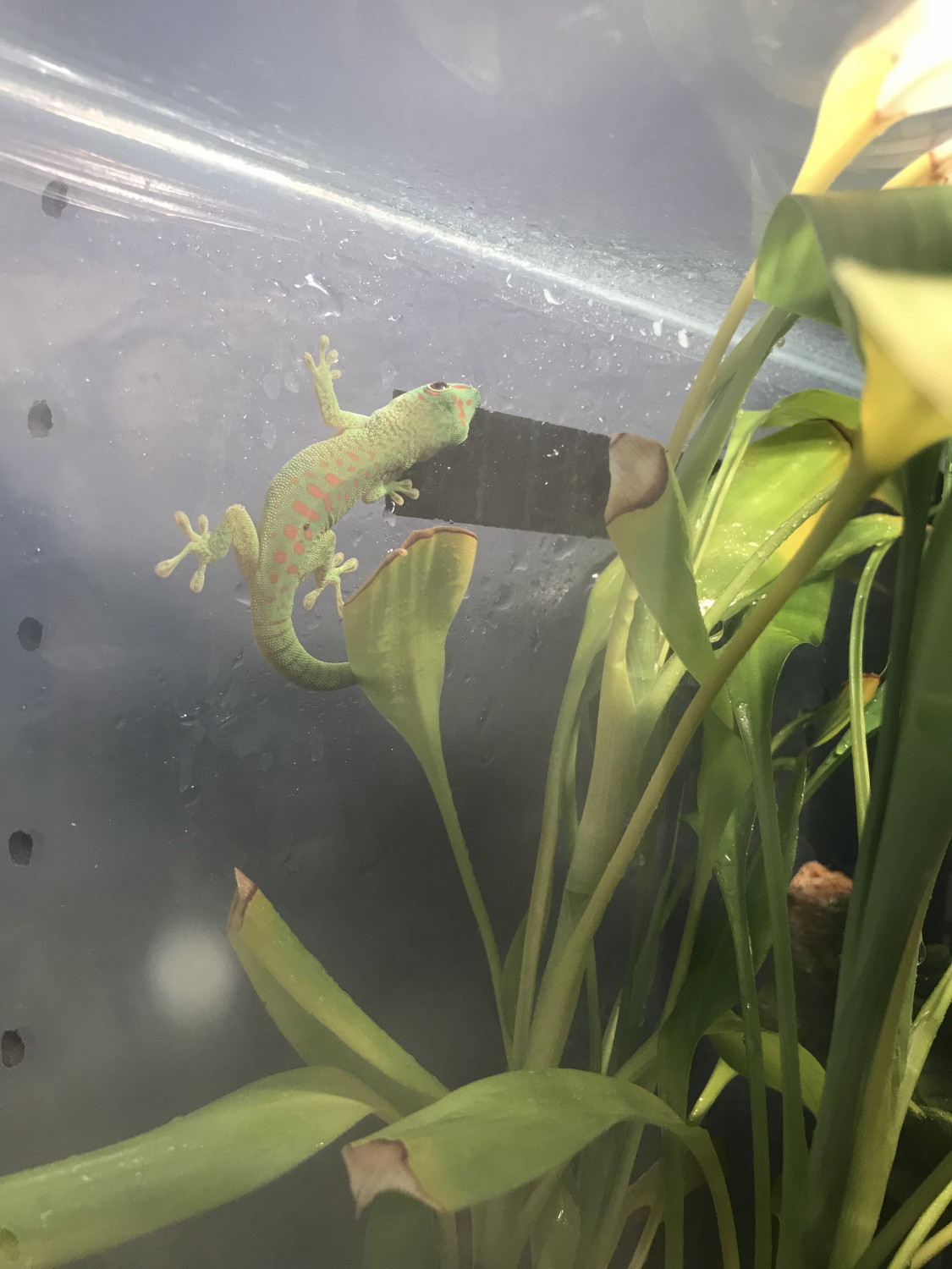 Day Geckos Reptiles For Sale | Lawrenceville, GA #285284