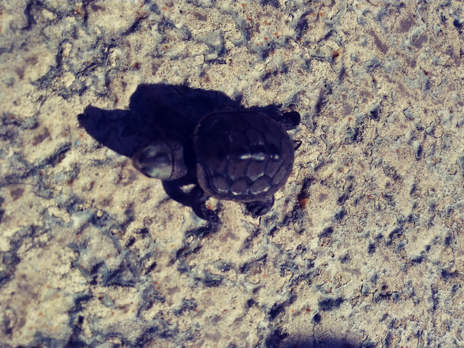 Diamondback Terrapin Reptiles For Sale | Cocoa, FL #241997