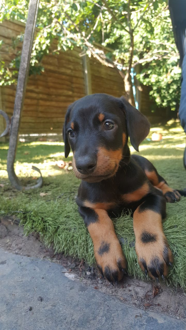 Doberman Pinscher Puppies For Sale | Delaware, OH #223349