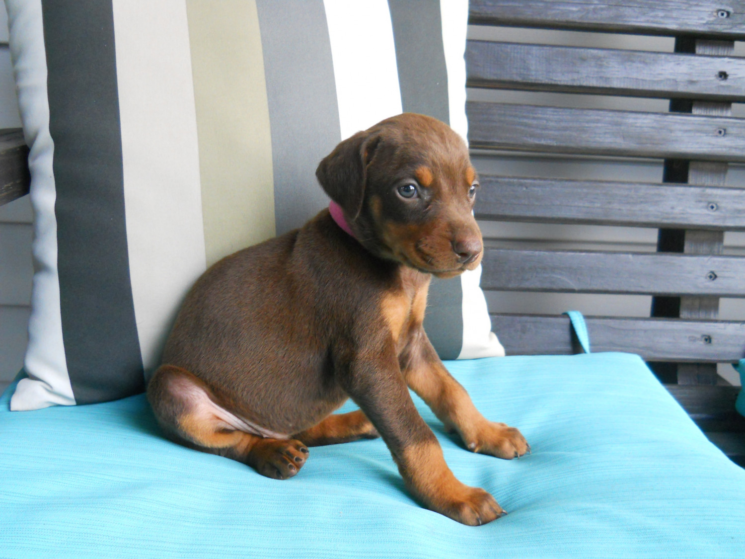 Doberman Pinscher Puppies For Sale | Shipshewana, IN #276514