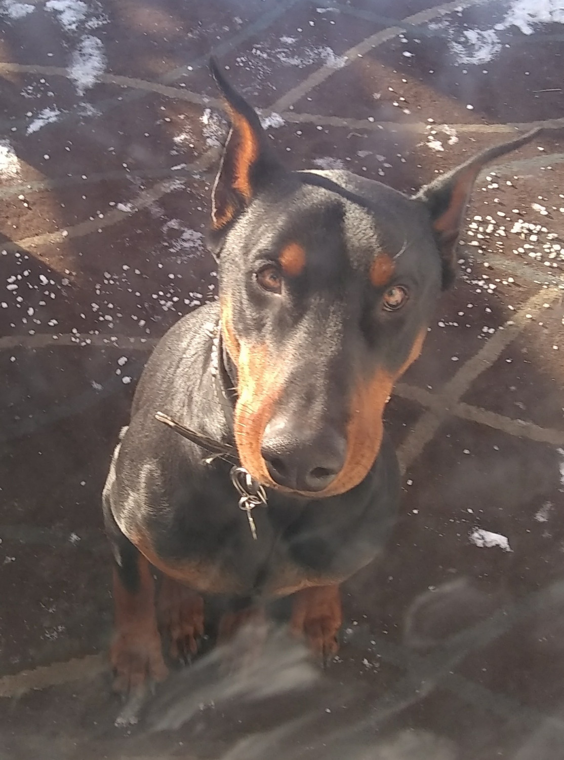 Doberman Pinscher Puppies For Sale | Indianapolis, IN #282678