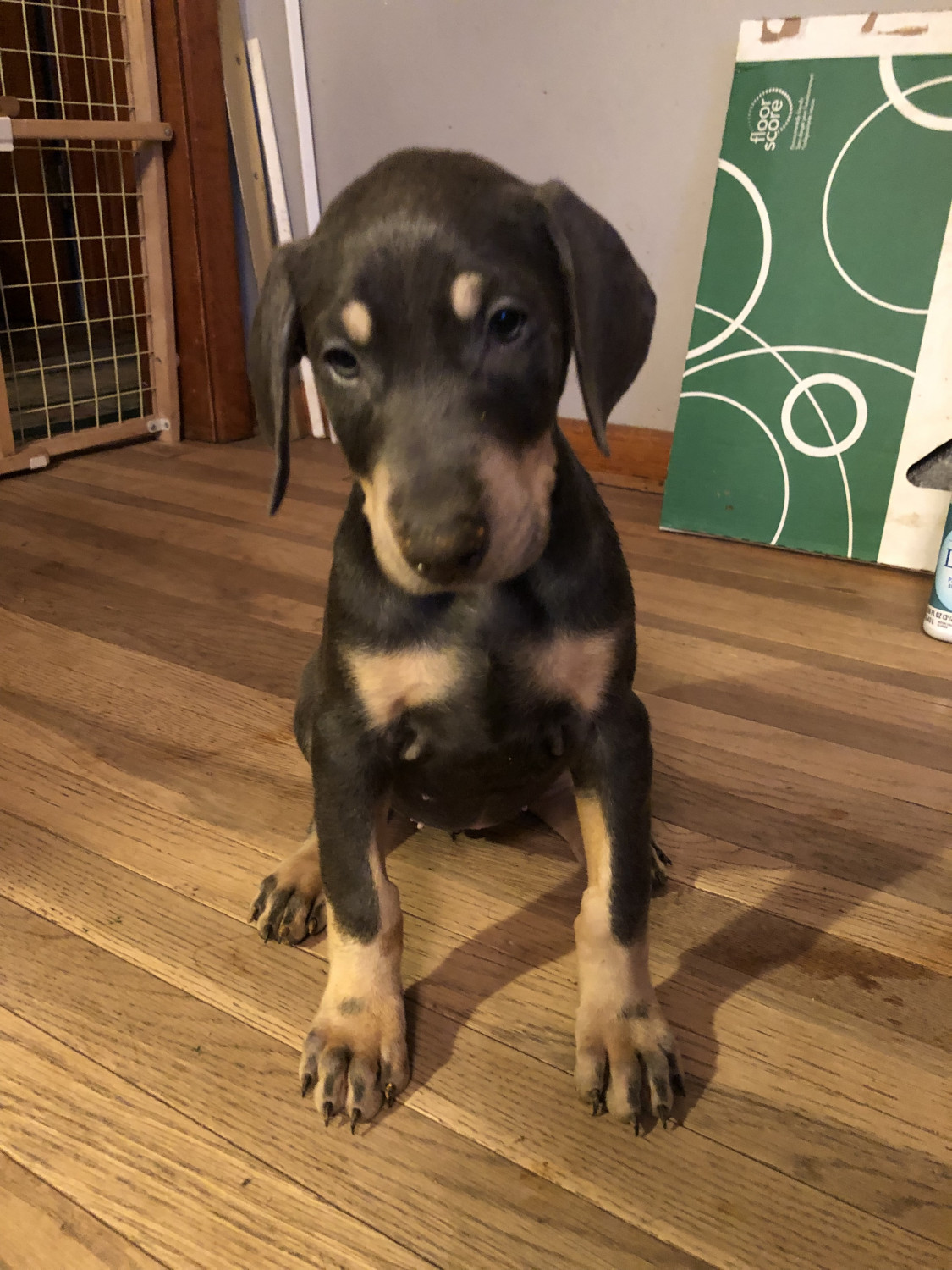 Doberman Pinscher Puppies For Sale | Indianapolis, IN #286802