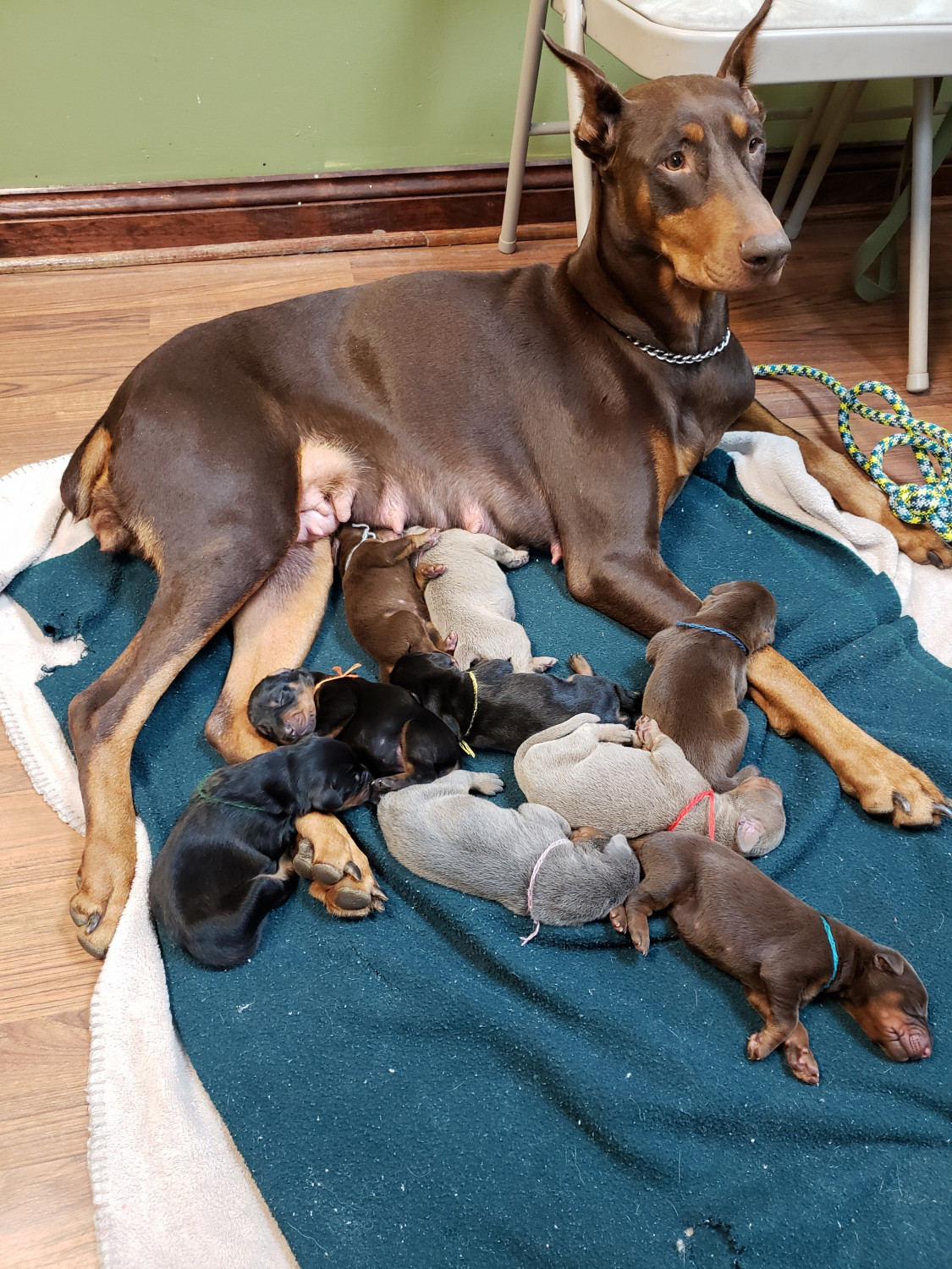 Doberman Pinscher Puppies For Sale | Indianapolis, IN #287707