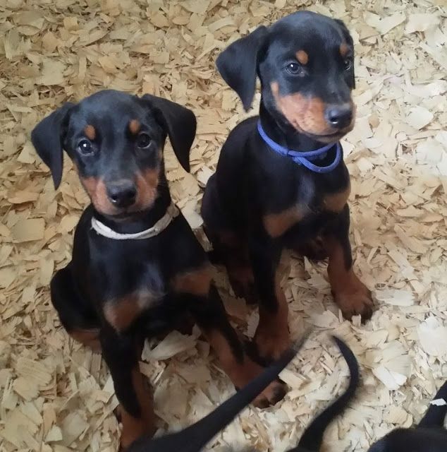 Doberman Pinscher Puppies For Sale | Indianapolis, IN #324014