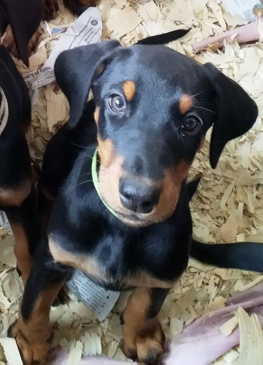 Doberman Pinscher Puppies For Sale | Indianapolis, IN #324014