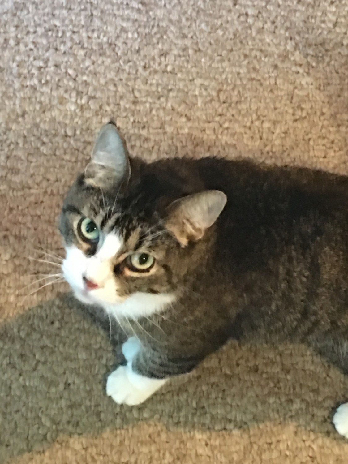 Domestic Shorthaired Cat Cats For Sale | Brooklyn Park, MN #307577