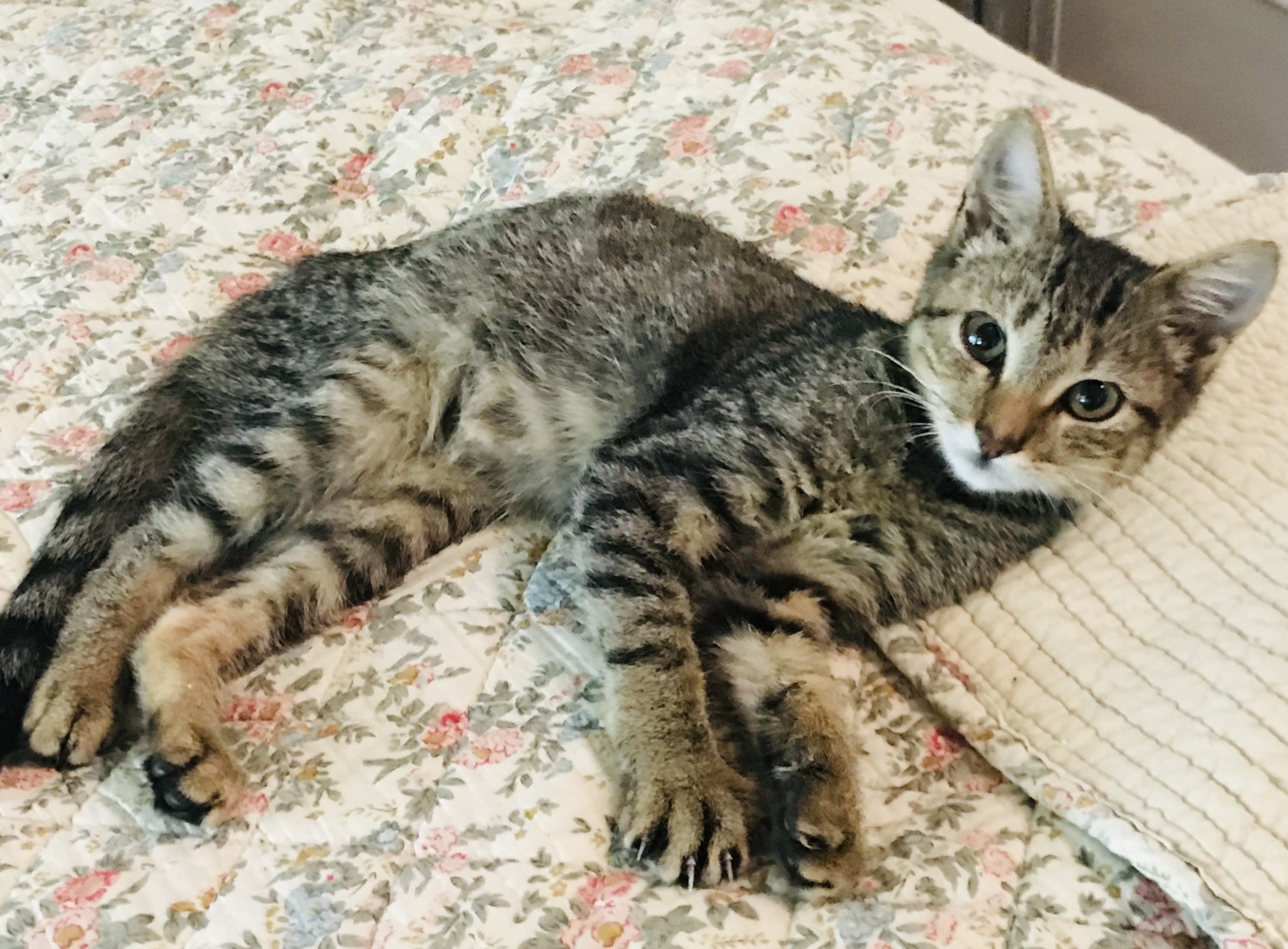 Domestic Shorthaired Cat Cats For Sale | Bunnell, FL #337704