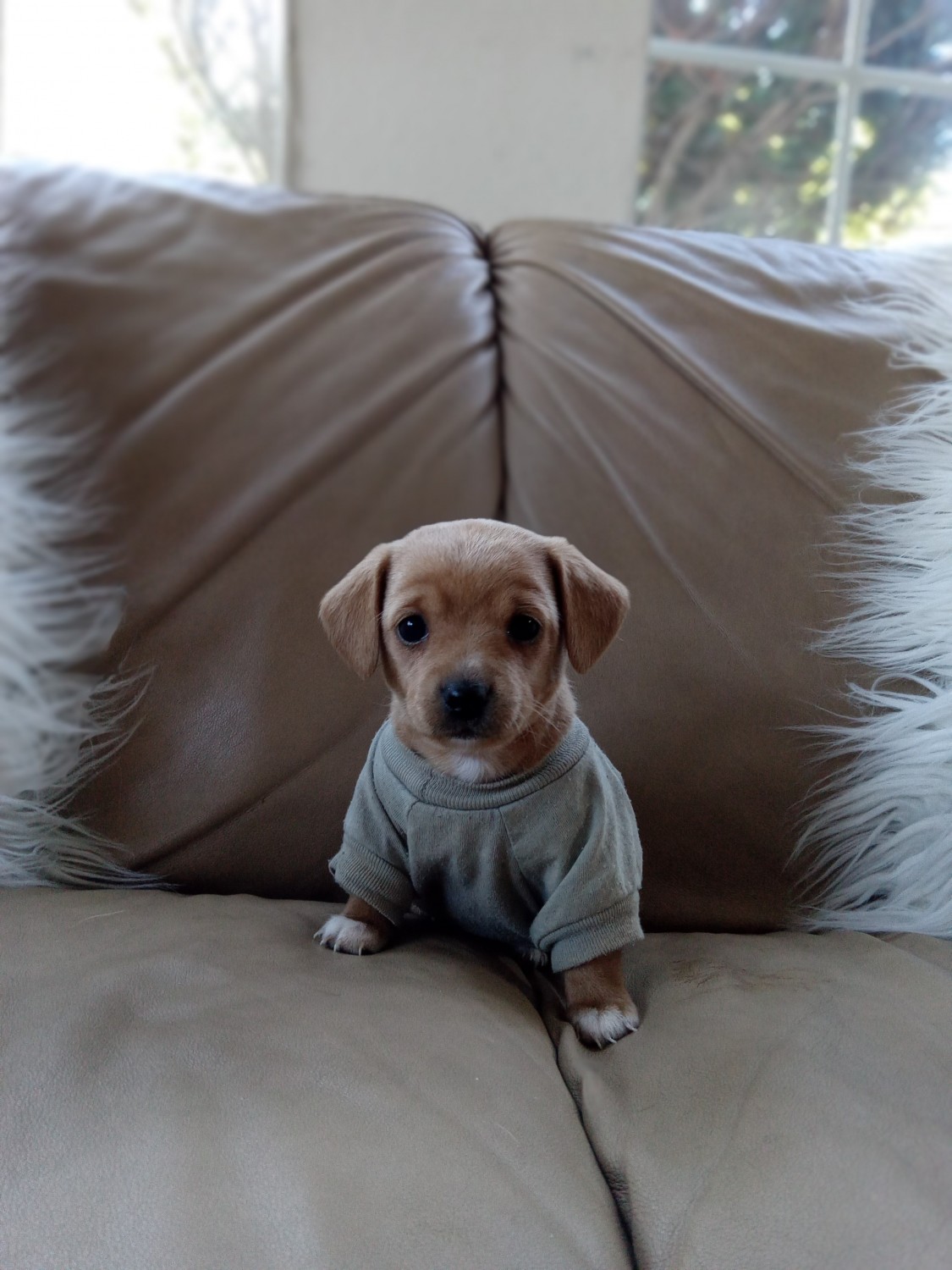 Doxiepoo Puppies For Sale | Sedro Woolley, DC #560976