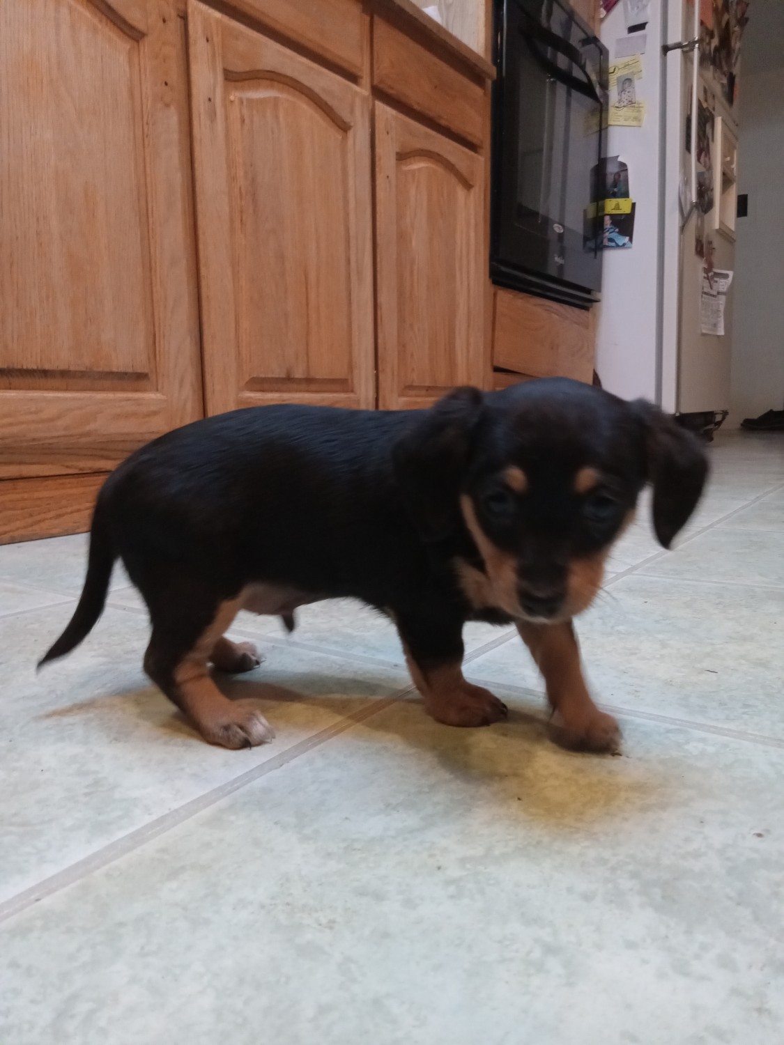 Doxiepoo Puppies For Sale | Sedro Woolley, DC #560976