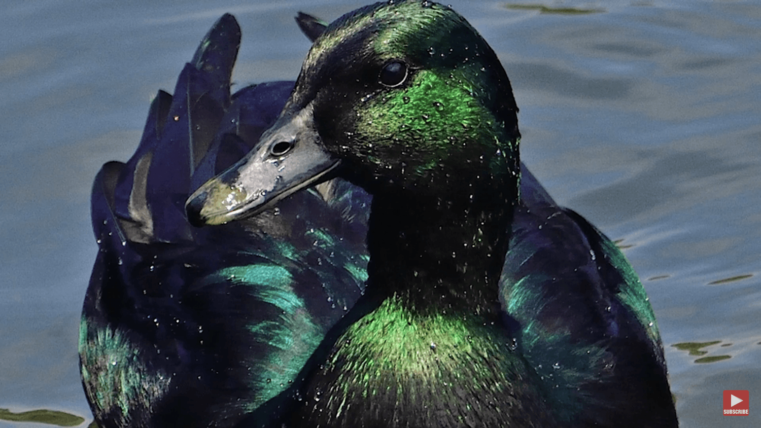 Duck Birds For Sale | Phoenix, AZ #303489 | Petzlover