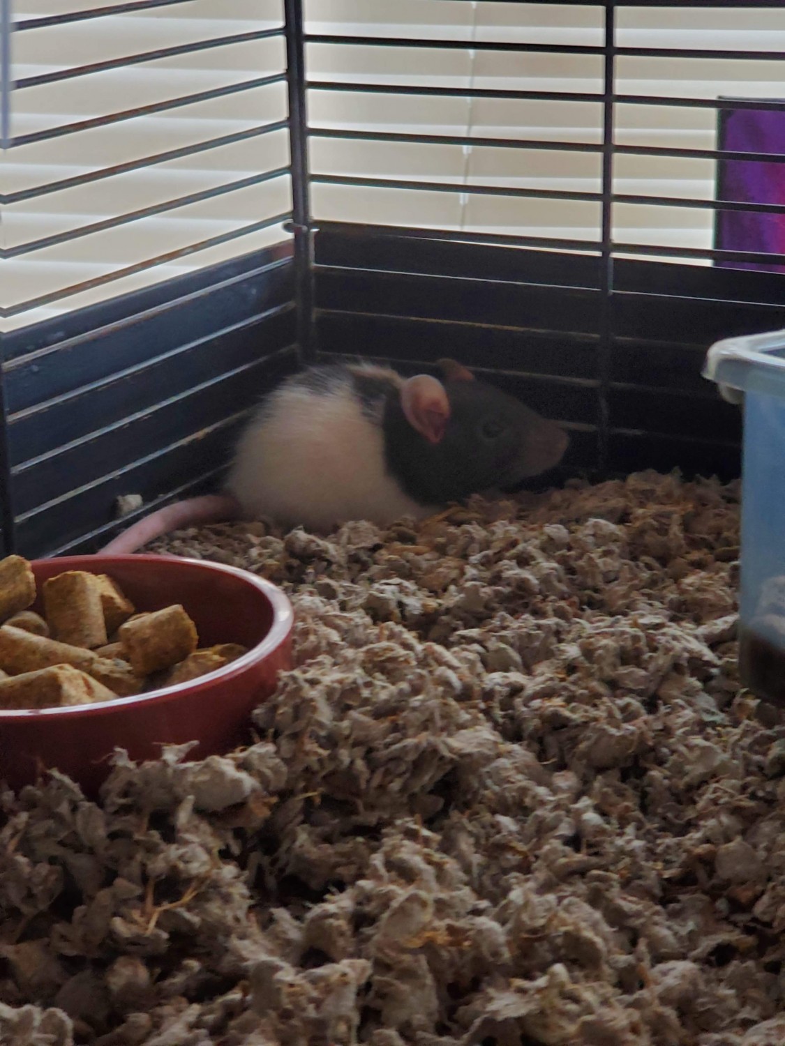 Dumbo Ear Rat Rodents For Sale | Colorado Springs, CO #328708