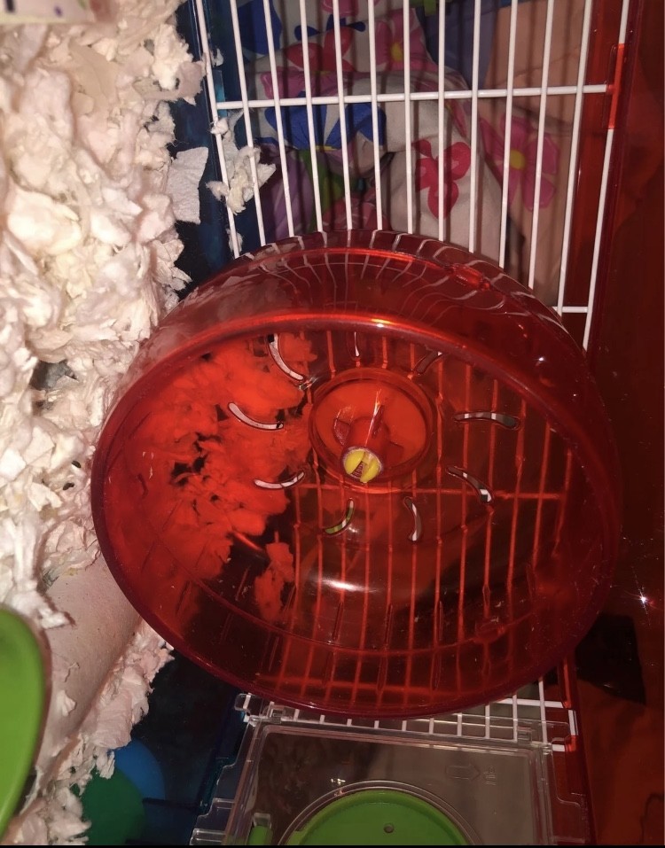 Dwarf Multimammate Mouse Rodents Photos | Petzlover