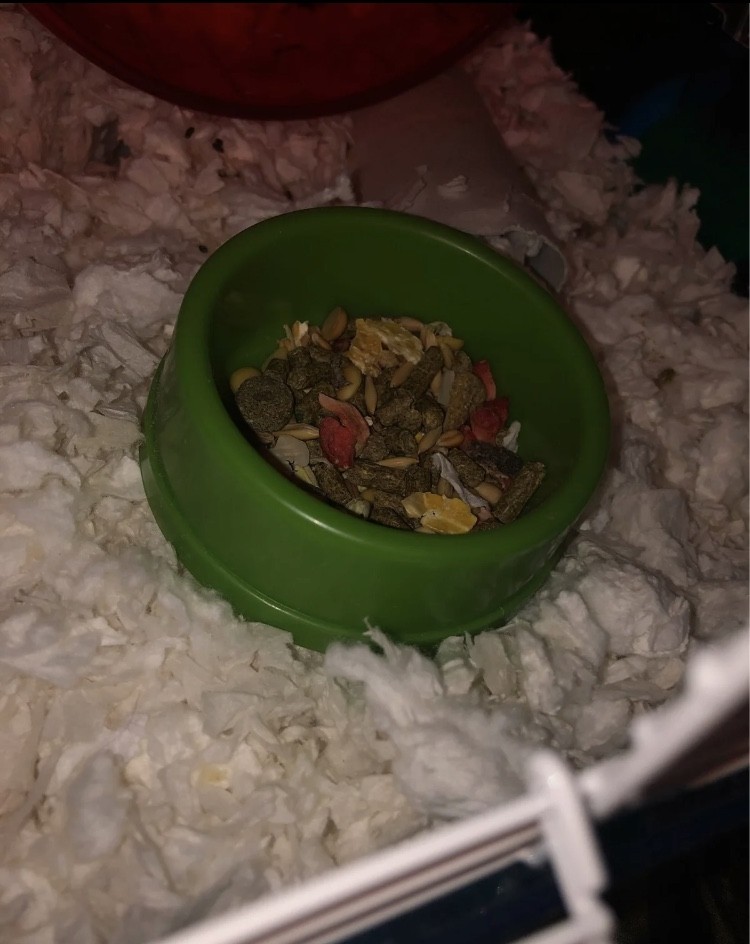 Dwarf Multimammate Mouse Rodents Photos | Petzlover