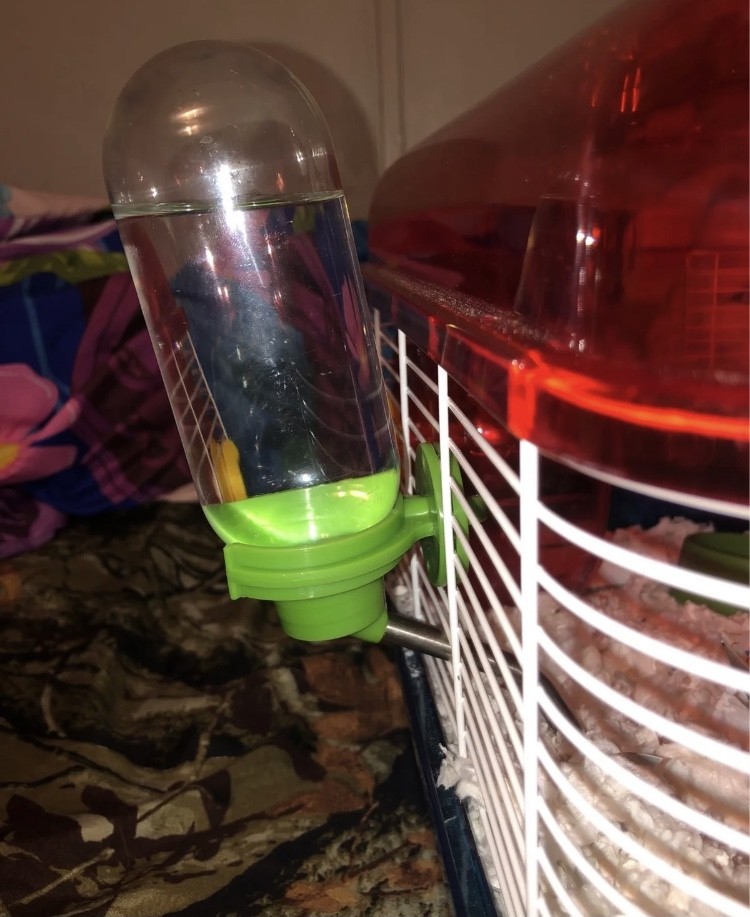 Dwarf Multimammate Mouse Rodents Photos | Petzlover