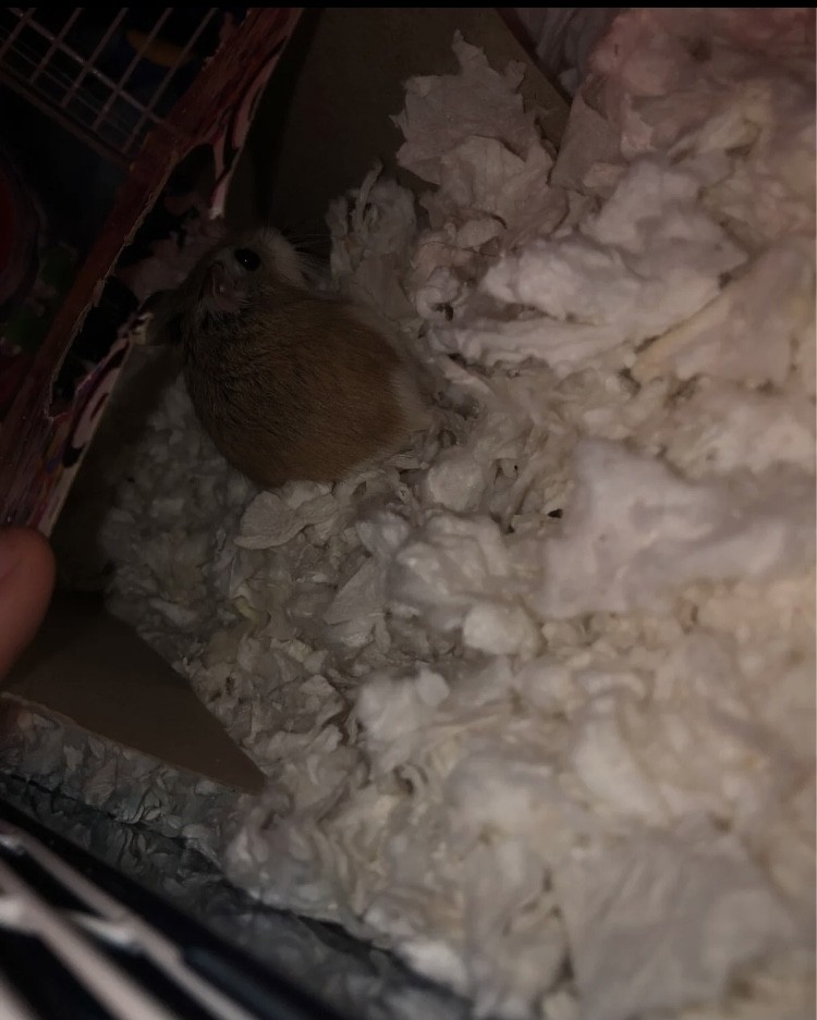 Dwarf Multimammate Mouse Rodents Photos | Petzlover