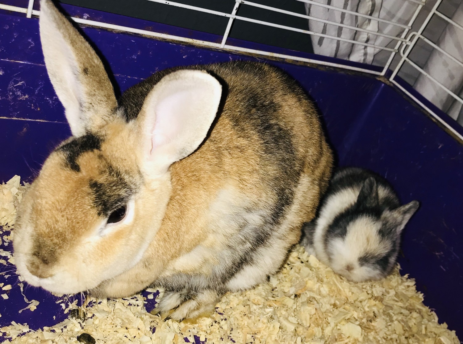Dwarf Rabbit Rabbits For Sale | Casselberry, FL #322695