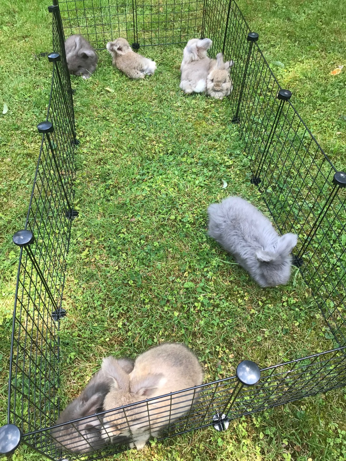 English Angora Rabbits For Sale | Fairfield, PA #299514