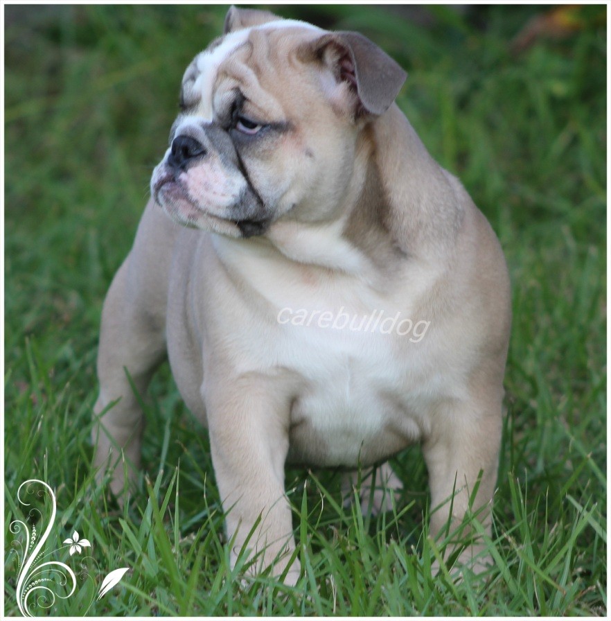 English Bulldog Puppies For Sale | Live Oak, FL #252276