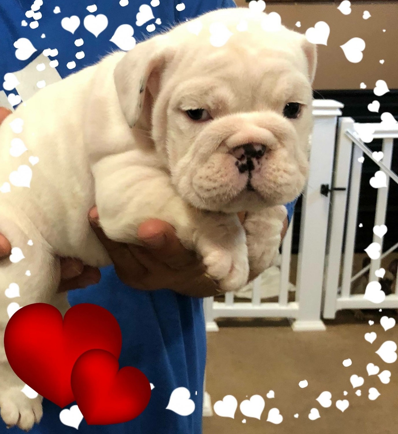English Bulldog Puppies For Sale | Punta Gorda, FL #279964