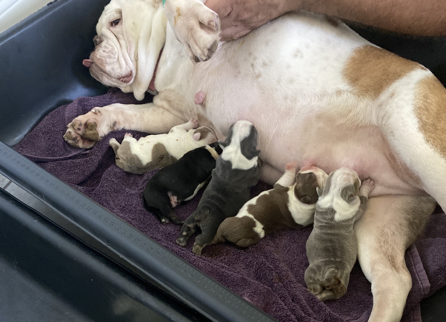 English Bulldog Puppies For Sale | Davenport, FL #330724