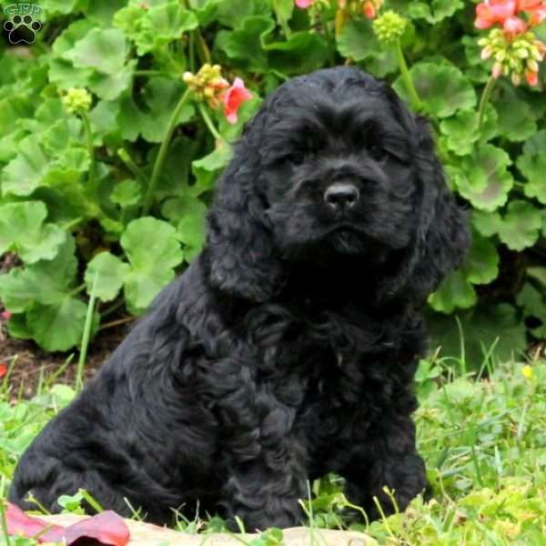 English Cocker Spaniel Puppies For Sale | New Holland, PA #249725