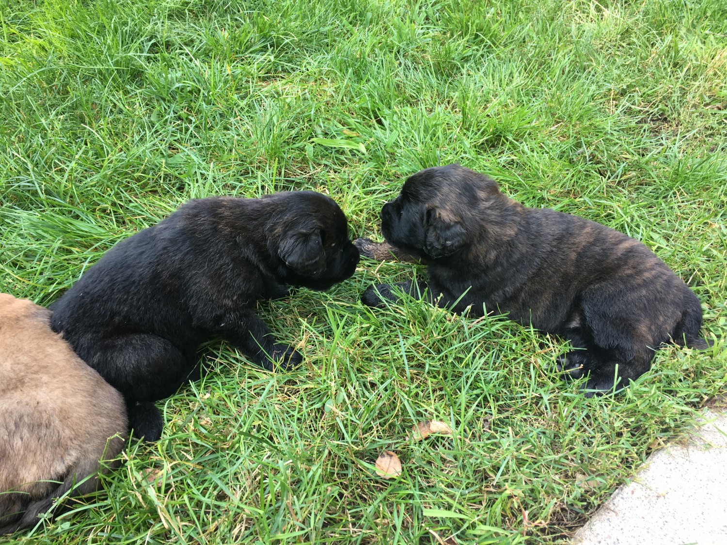 English Mastiff Puppies For Sale | Apple Valley, MN #238904
