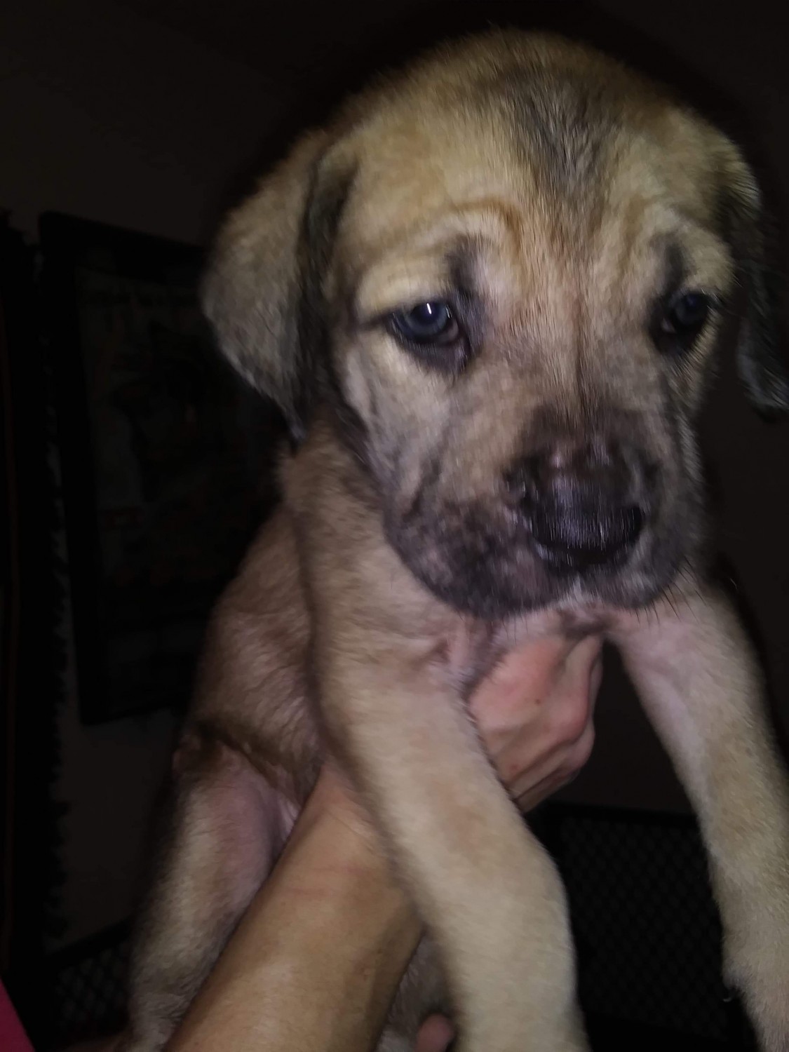 English Mastiff Puppies For Sale | Monticello, MN #315616