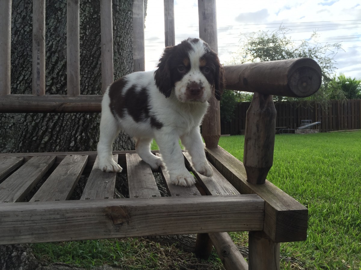 English Springer Spaniel Puppies For Sale | Miami, FL #165732