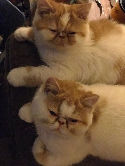 Exotic Shorthair Cats For Sale | Reno, NV #316905