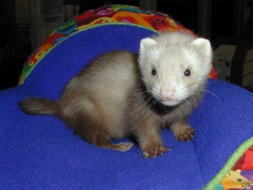 Ferret Animals For Sale | Sacramento, CA #305152 | Petzlover