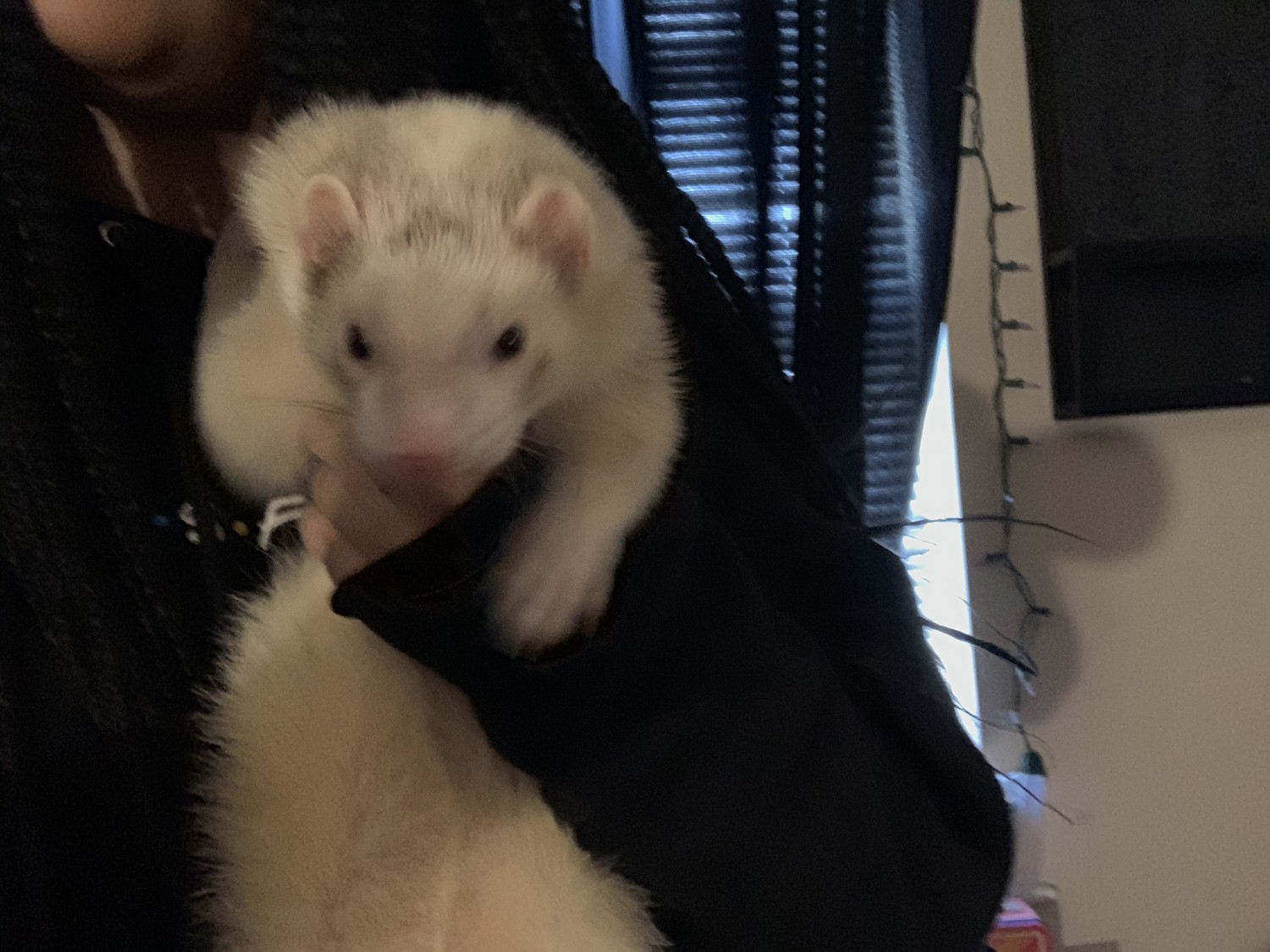 Ferret Animals For Sale | Edison, NJ #322895 | Petzlover
