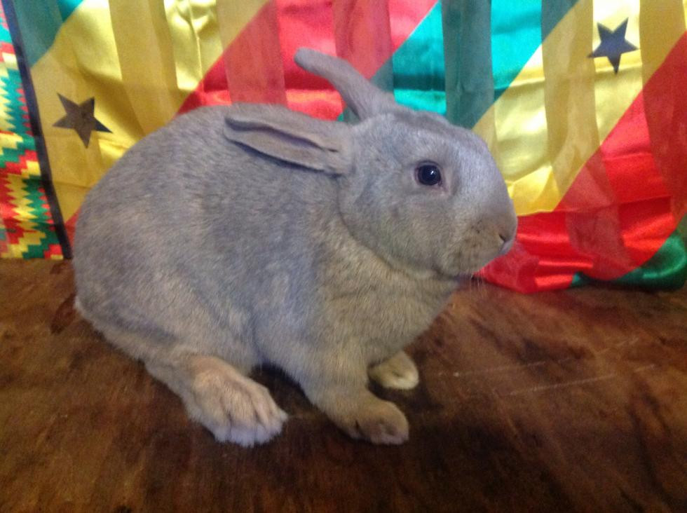 Flemish Giant Rabbits For Sale | Bridgeport, CT #71828