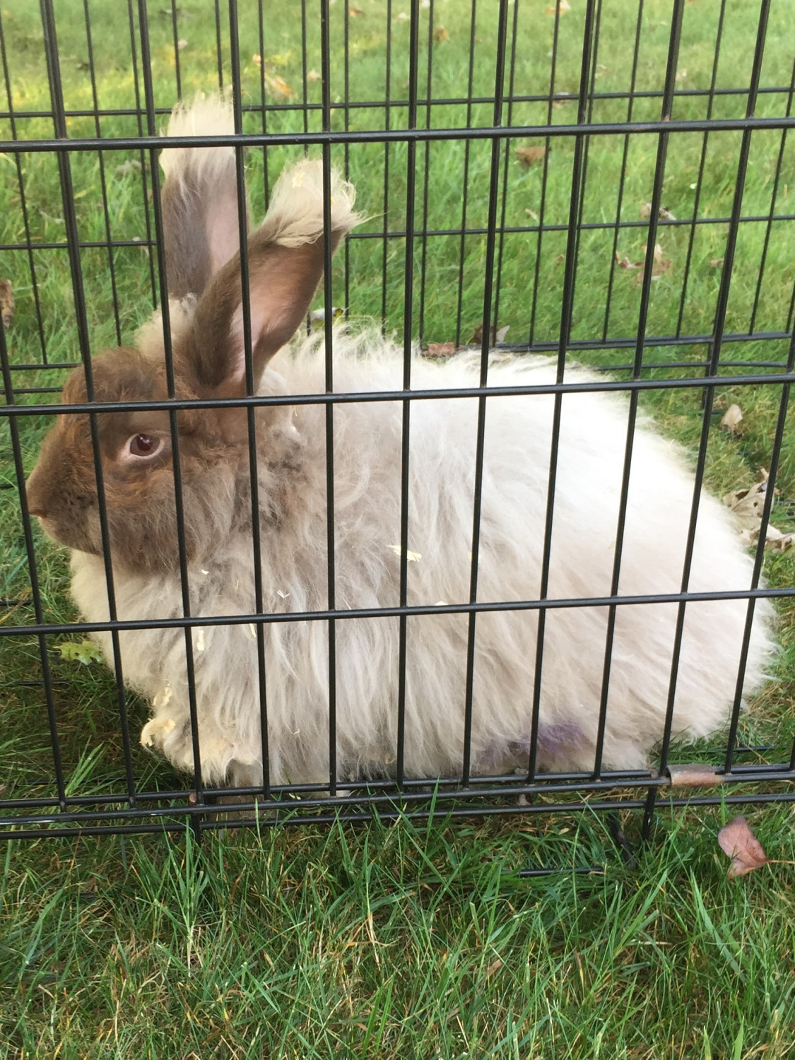 French Angora rabbit Rabbits For Sale | New Bedford, PA #248421