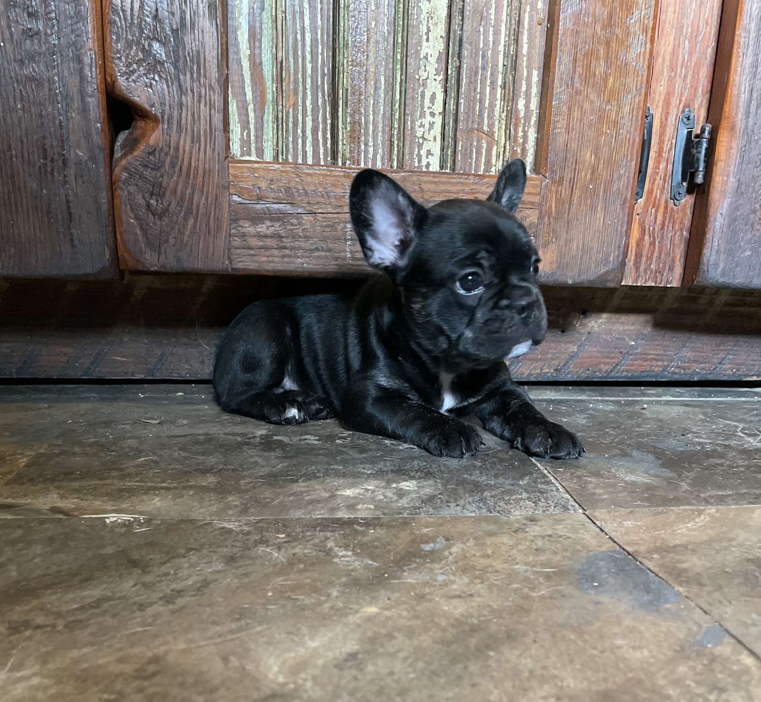 French Bulldog Puppies For Sale | Copperas Cove, TX #438030