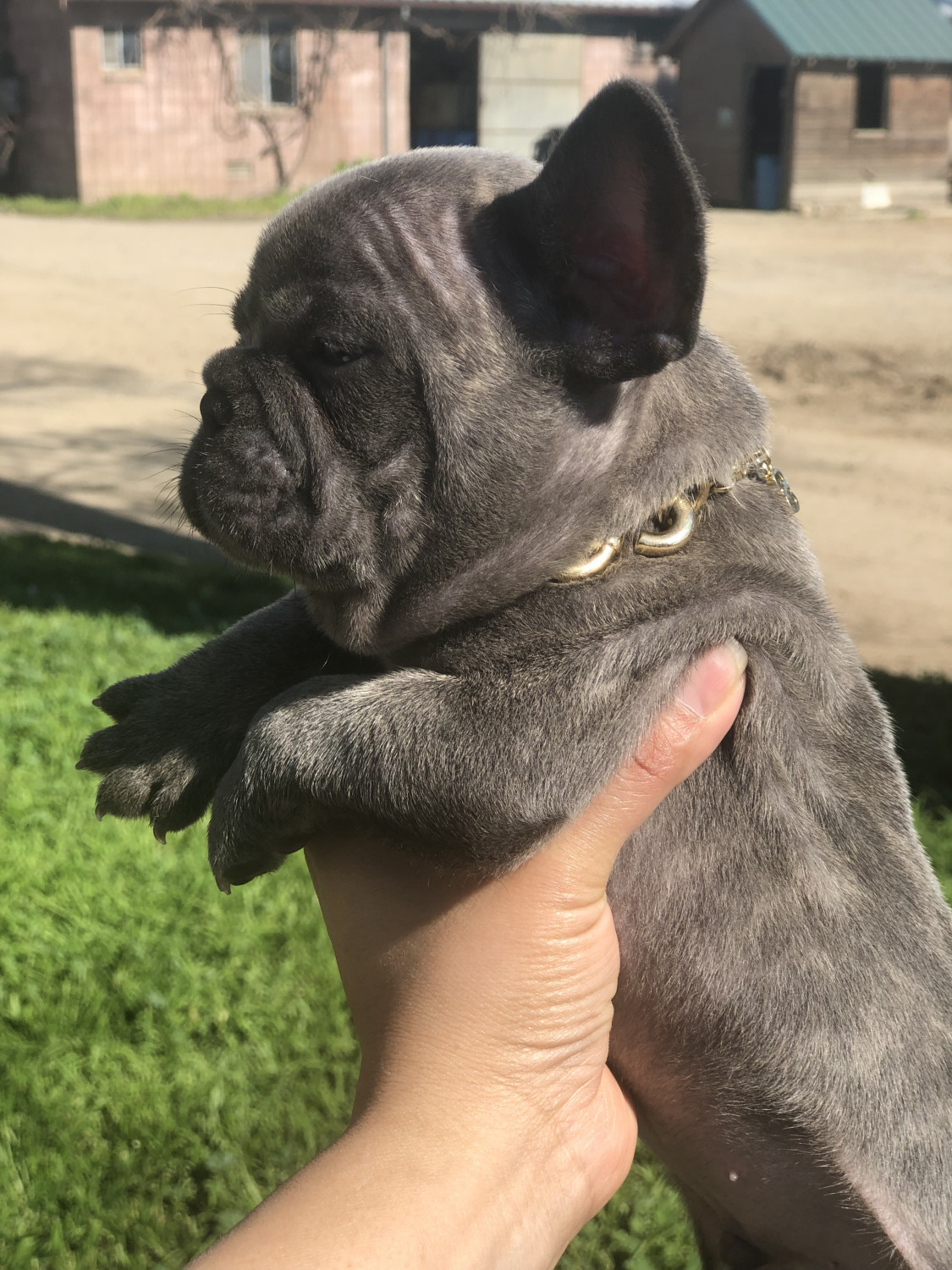 French Bulldog Puppies For Sale | Modesto, CA #292996