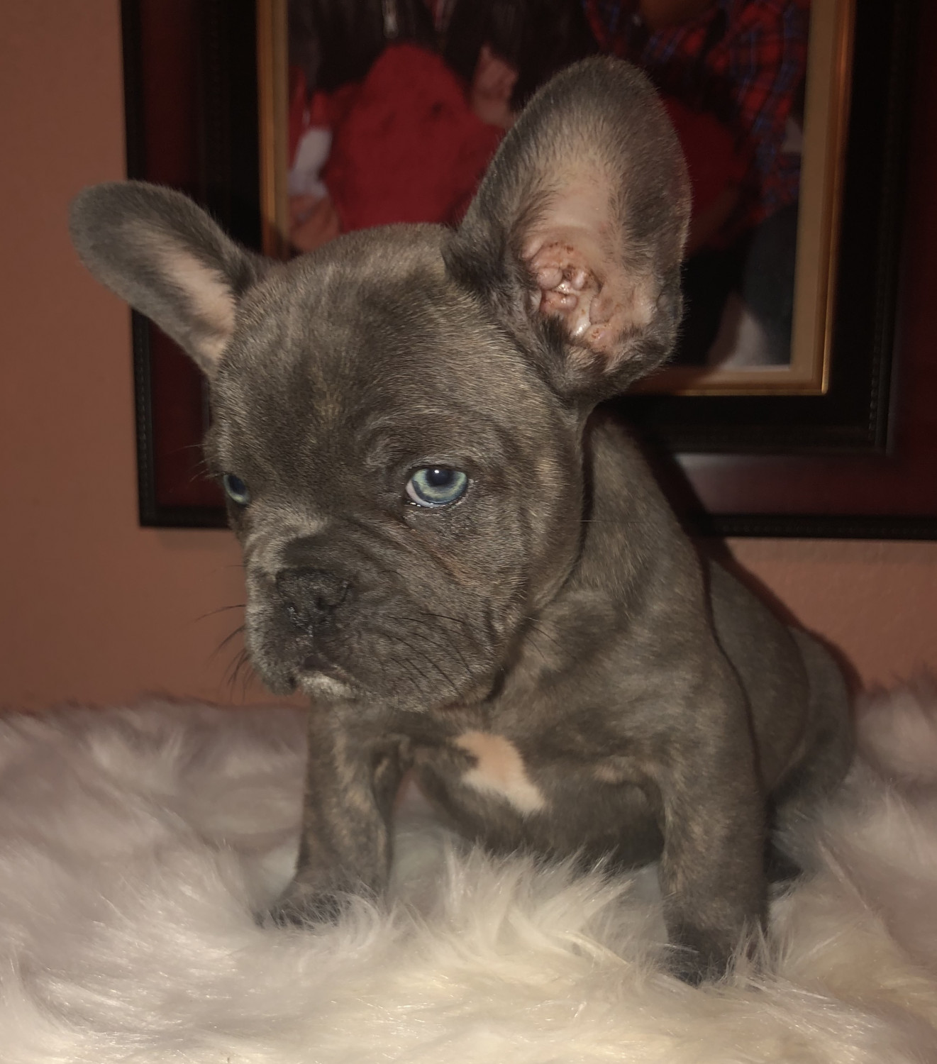 French Bulldog Puppies For Sale | Modesto, CA #292996