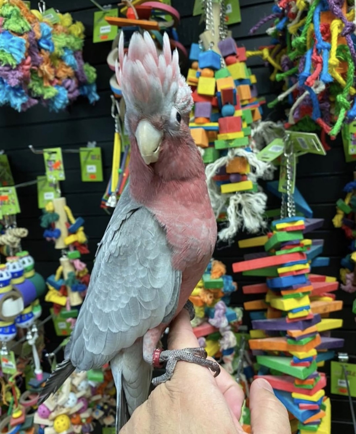 Galah Cockatoo Birds For Sale | Garfield Avenue, CO #456482