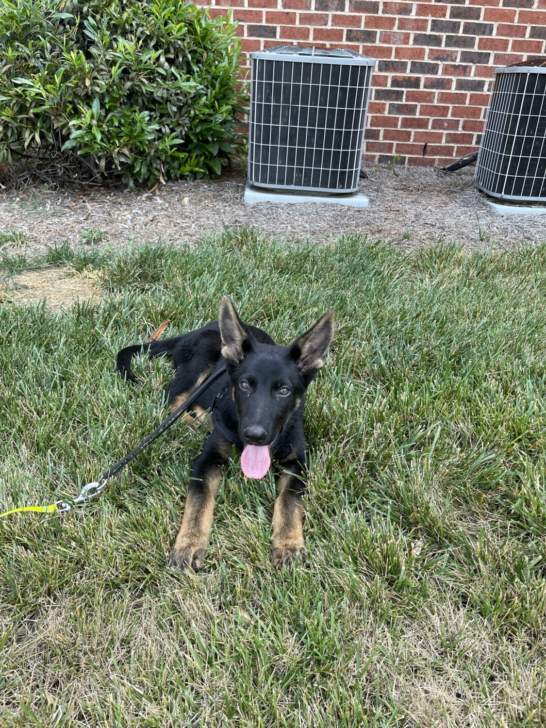 German Shepherd Puppies For Sale | Charlotte, NC #436750