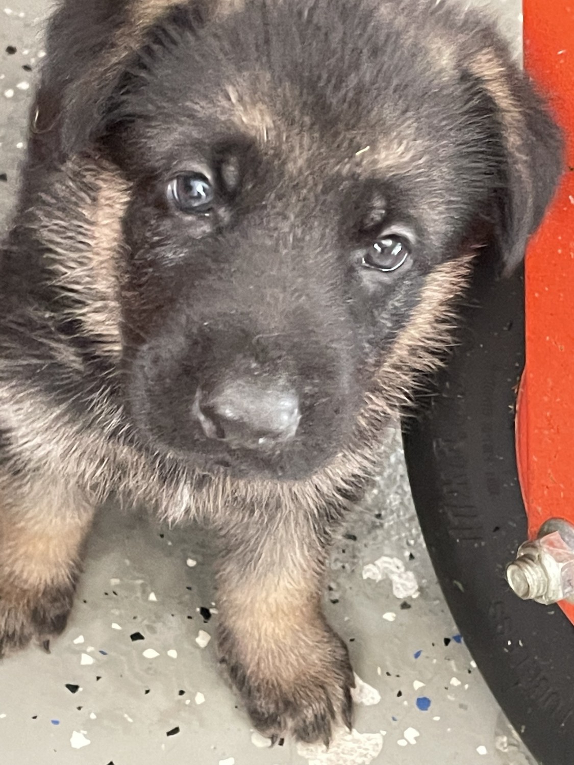German Shepherd Puppies For Sale | Naples, FL #505193