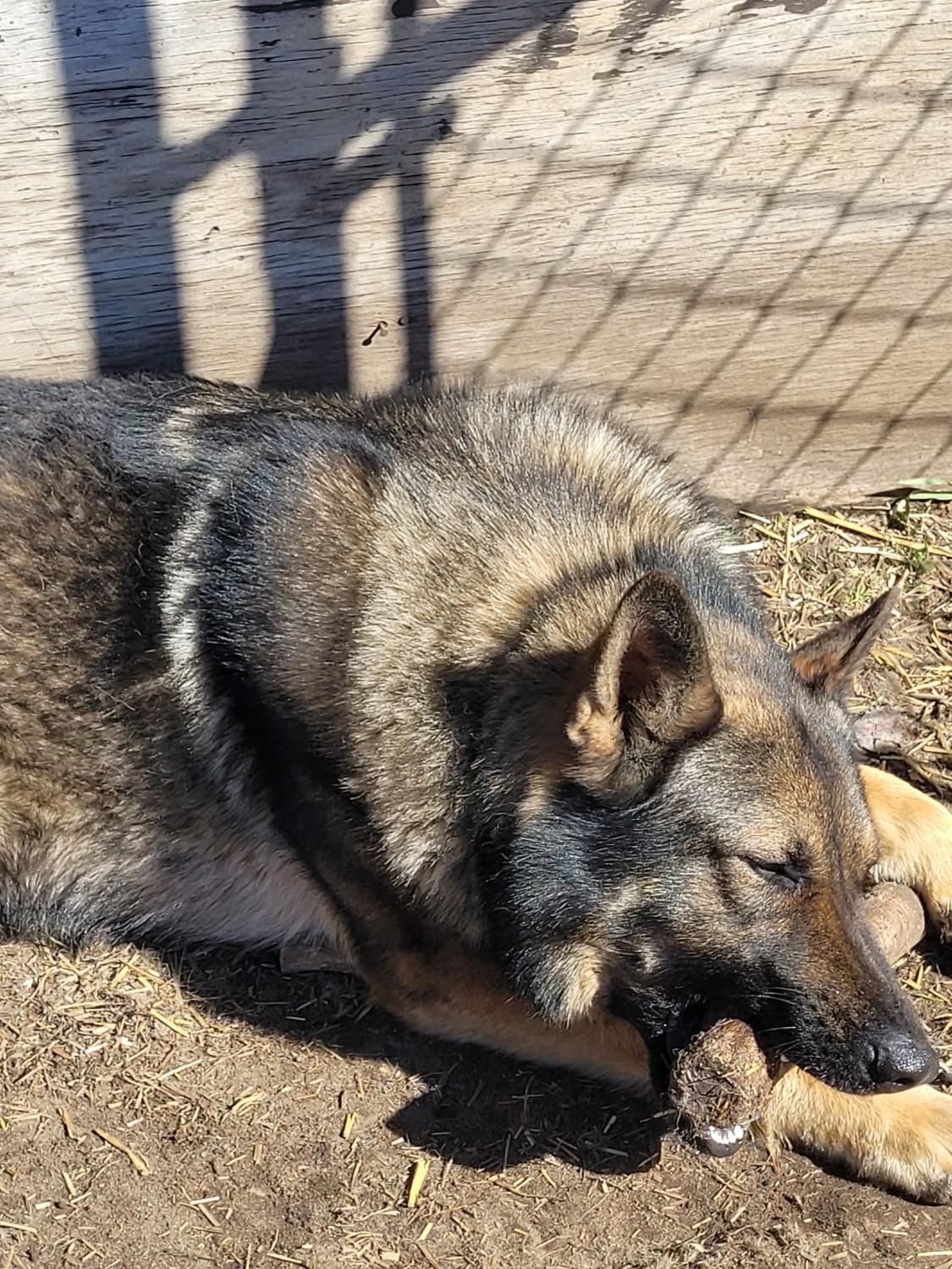 German Shepherd Puppies For Sale | Sterling, MI #510549