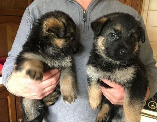 German Shepherd Puppies For Sale | Lahaina, HI #548231