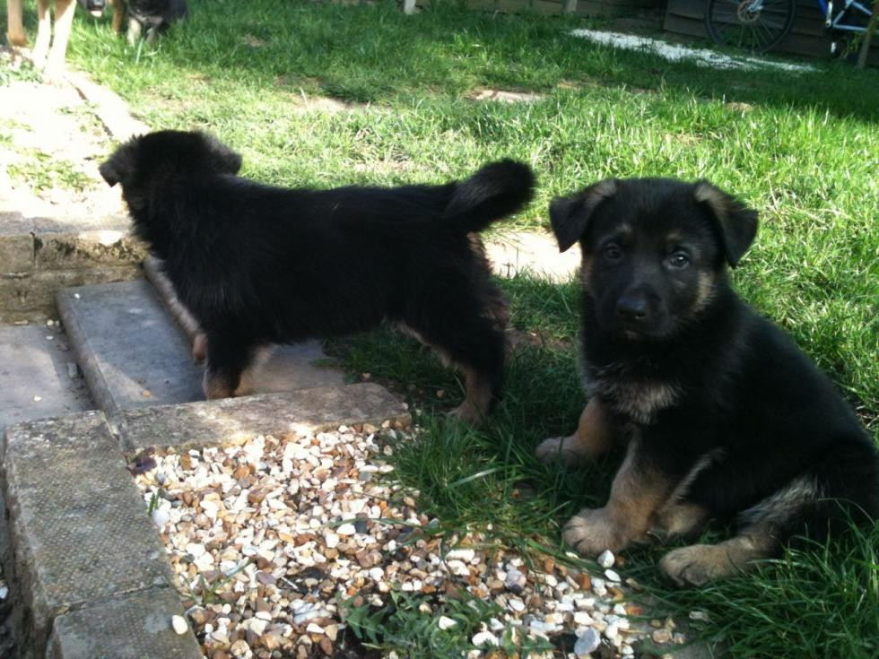 German Shepherd Puppies For Sale | Seattle, WA #86246