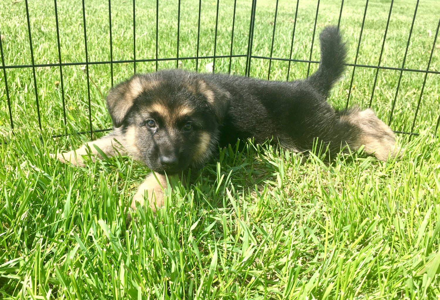 German Shepherd Puppies For Sale | Spokane, WA #195607