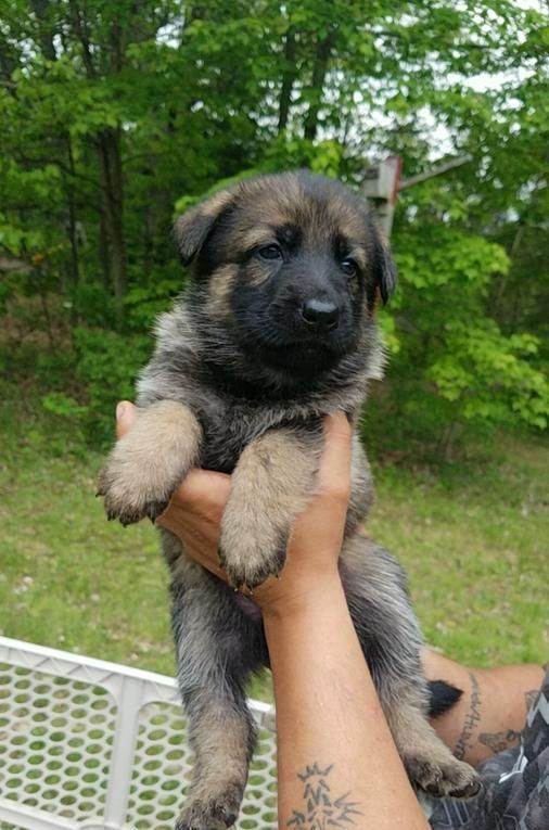 German Shepherd Puppies For Sale | Seattle, WA #208146