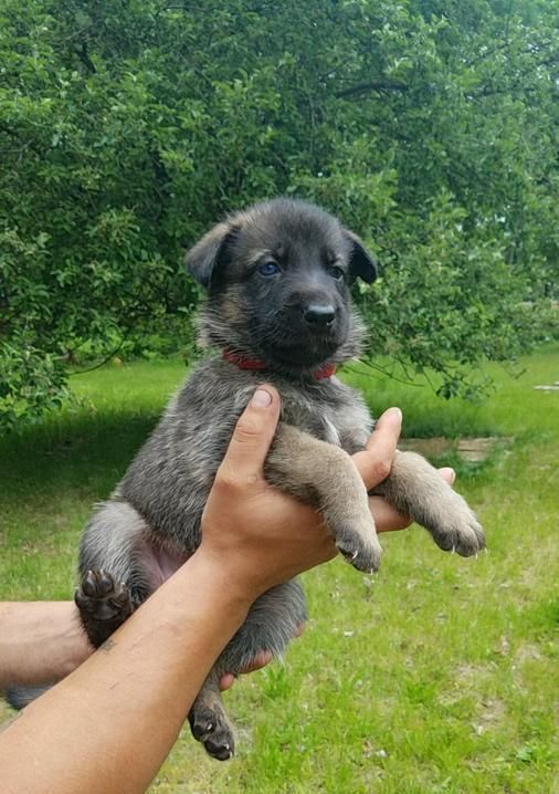 German Shepherd Puppies For Sale | Seattle, WA #208146