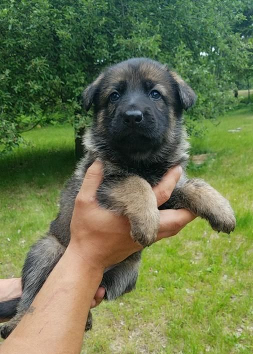 German Shepherd Puppies For Sale | Seattle, WA #208146